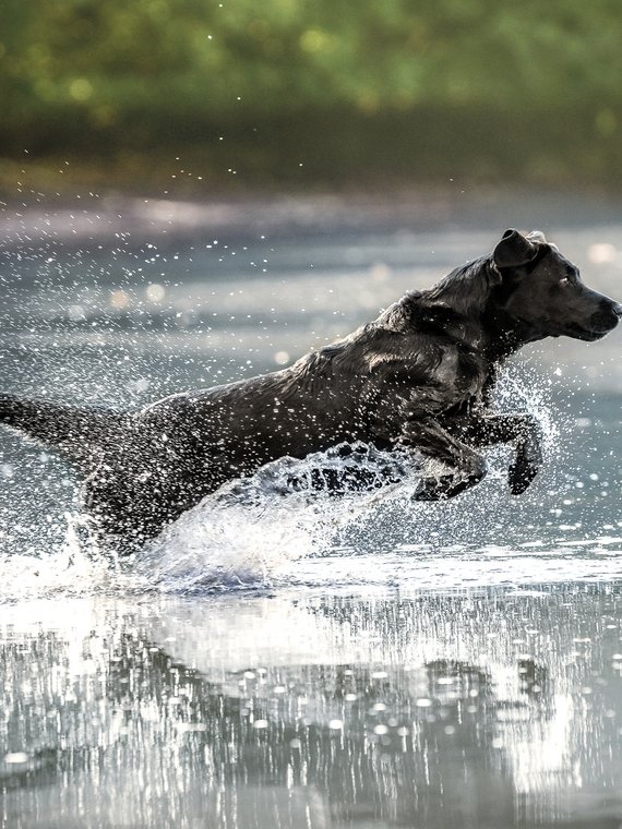 Eukanuba