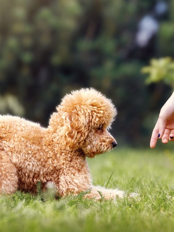Eukanuba